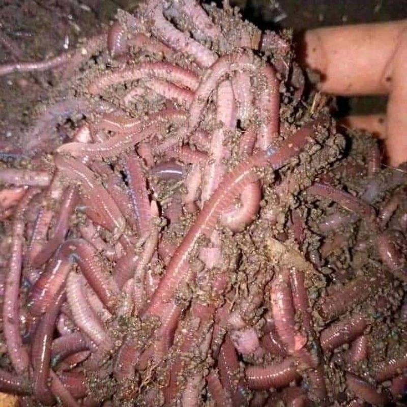 Jual 250 GRAM Cacing Merah Cacing Anc Cacing Tanah | Shopee Indonesia