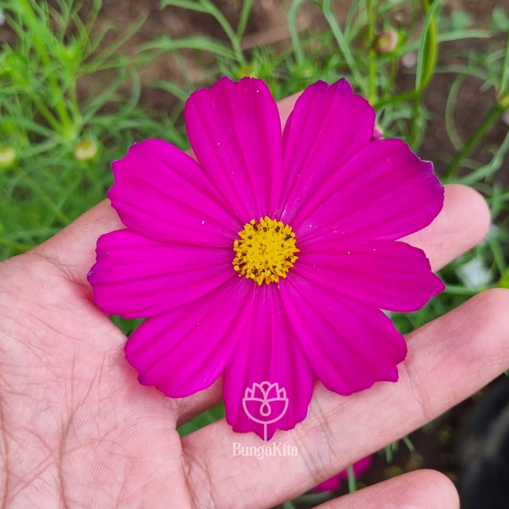 Jual TANAMAN HIAS BUNGA COSMOS WARNA UNGU | Shopee Indonesia