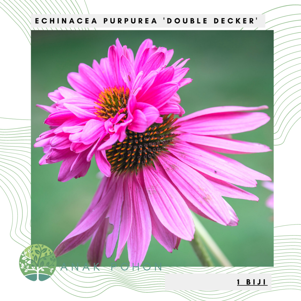 Jual Benih Bibit Biji - Bunga Echinacea Double Decker Coneflower Herb ...