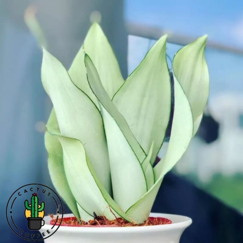 Jual PROMO! Tanaman Hias Sansivera Moonshine Tanaman Hidup Pembersih ...