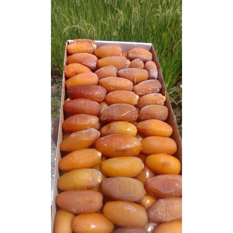 Jual KURMA MUDA RUTOB LIBIYA KRENYES CRUNCY BISA UNTUK PROMIL SUAMI ...