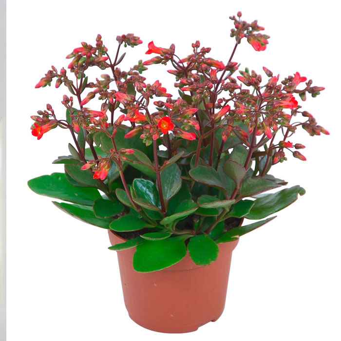 Jual Tanaman hias Cocor bebek lokal (bryophyllum pinnatum Pathorkuchi ...