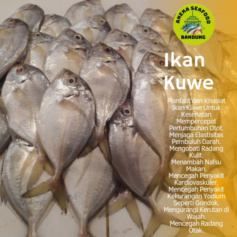 Jual Ikan Kuwe Frozen Fresh / Ikan Kuwe Frozen Fresh | Shopee Indonesia