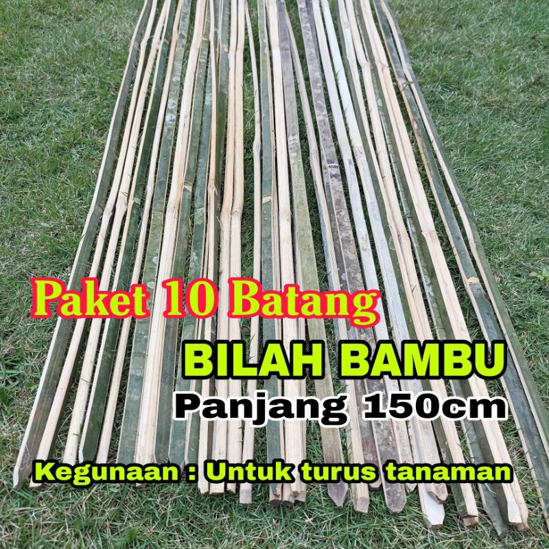 Jual 10 Batang Bambu Bilah Panjang 150cm/Bambu Turus Tanaman | Shopee ...