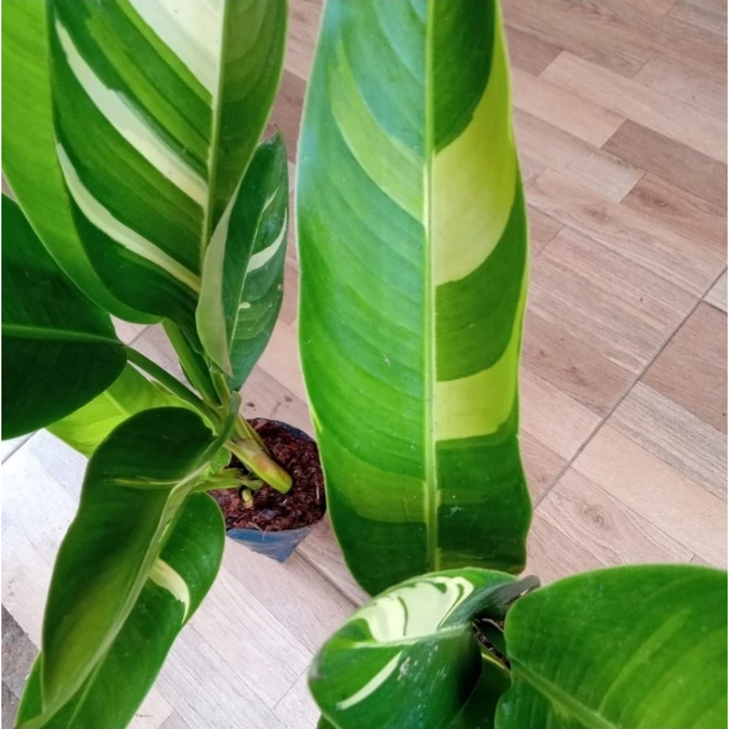 Jual TANAMAN PISANG PISANGAN ATAU HERLIKONIA PARIGATA KUNING | Shopee ...