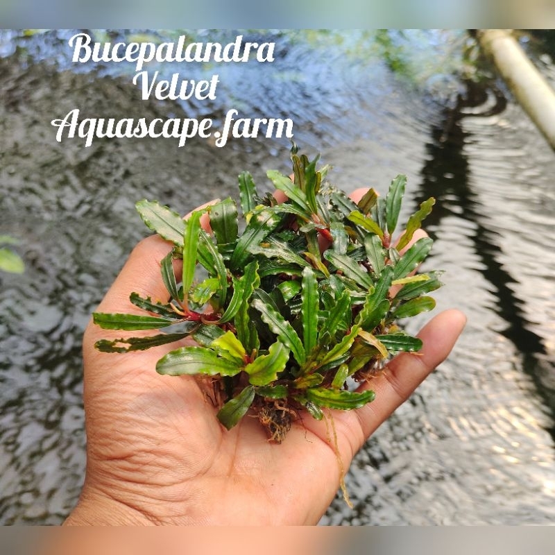 Jual buce mini Velvet tanaman aquascape hiasan aquarium | Shopee Indonesia