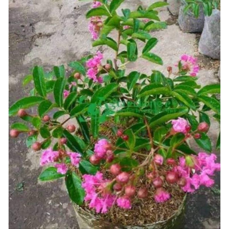 Jual Tanaman Bibit bunga sakura jepang sudah berbunga | Shopee Indonesia