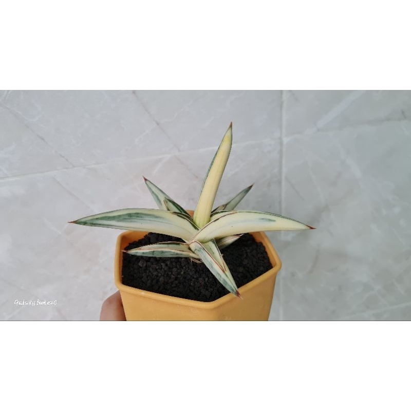 Jual Sansevieria Blue Clone White Variegated | Shopee Indonesia