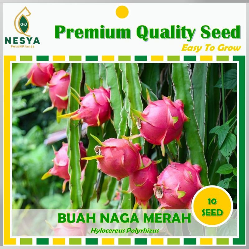 Jual Benih Buah Naga Merah Fruit Dragon Benih Biji Buah Naga 10 Biji Unggul Berkualitas | Shopee ...