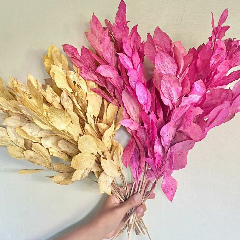 Jual Daun Ruskus Warna Bahan Buket Hiasan Aesthetic Ruskus Asli Ruskus ...