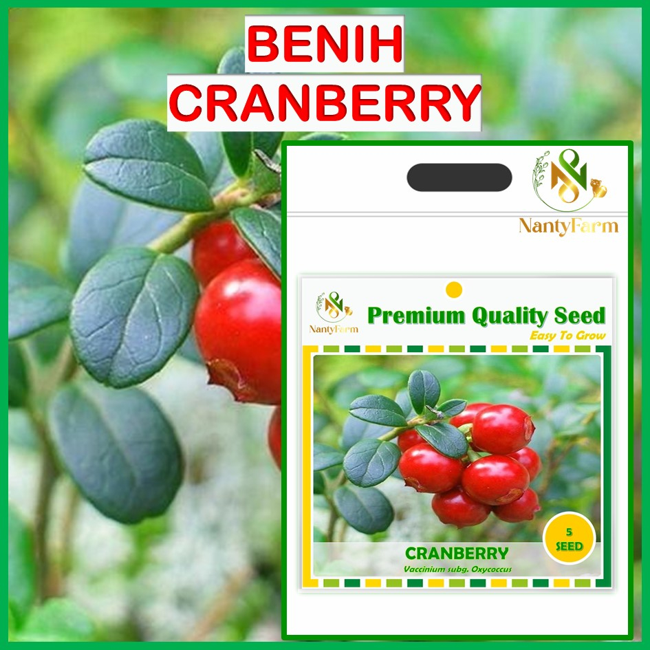 Jual Benih Biji Buah Cranberry Isi 10 Biji | Shopee Indonesia
