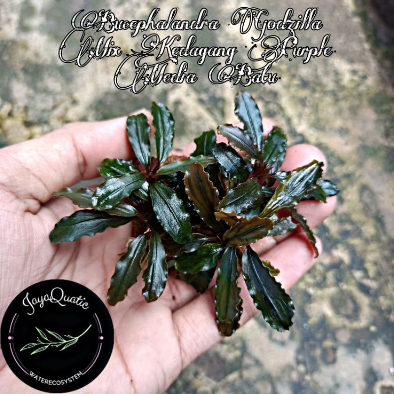 Jual Bucephalandra Kedagang Purple Mix Godzilla Media Batu Lavarock 4×4cm - Aquascape Plants ...