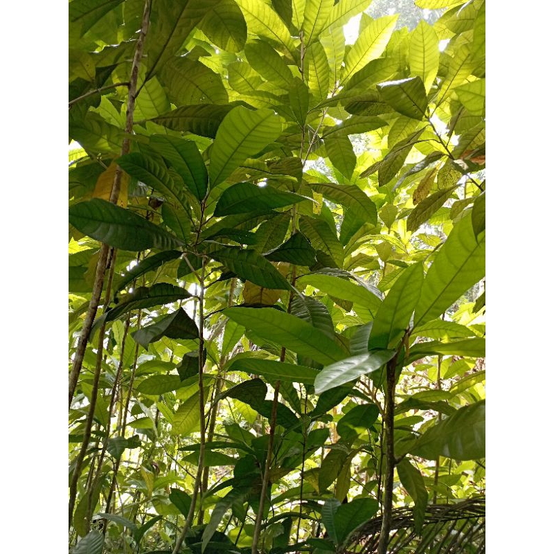 Jual Daun campolay atau daun campoleh segar 500gram | Shopee Indonesia Jual Daun campolay atau daun campoleh segar 500gram | Shopee Indonesia