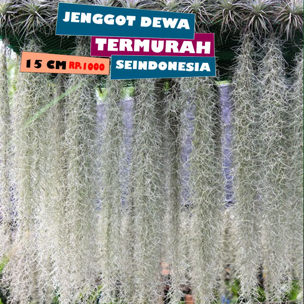 Jual Tanaman hias janggut dewa - jenggot musa termurah seindonesia ...