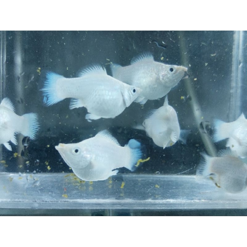 Jual stiker molly platinum balon roundtail | Shopee Indonesia