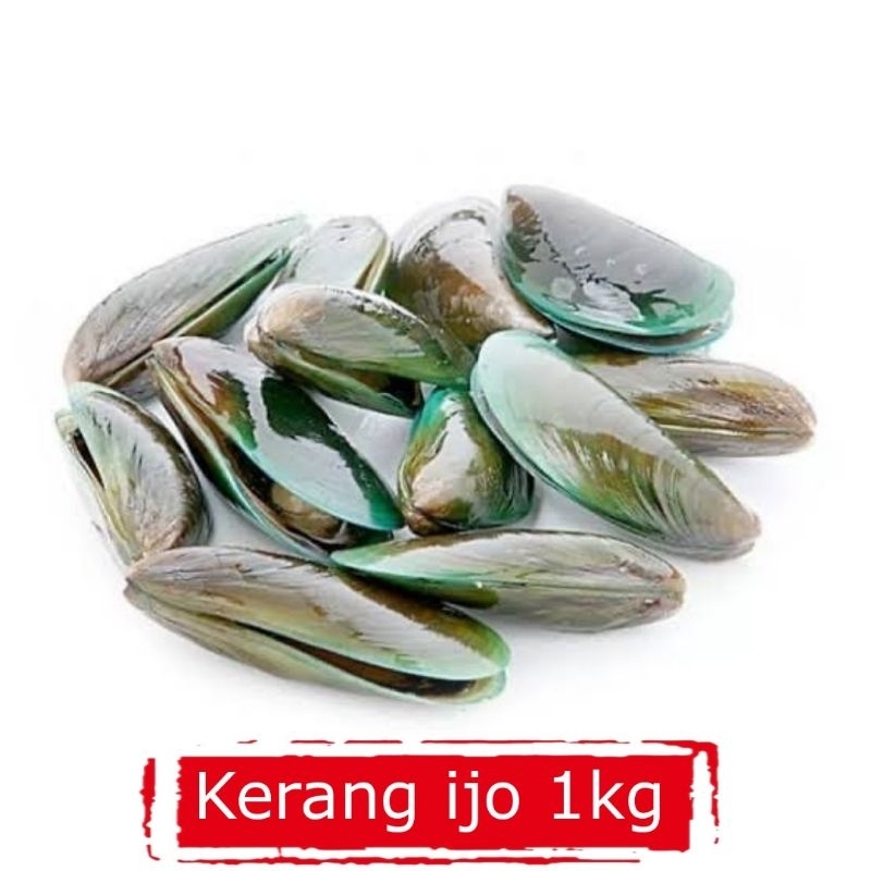 Jual Kerang Ijo Hidup 1KG | Shopee Indonesia