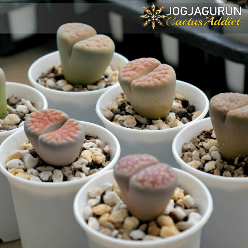 Jual Lithops Ukuran Besar - Pot 5cm ( FREE POT & MEDIA TANAM ) | Shopee ...