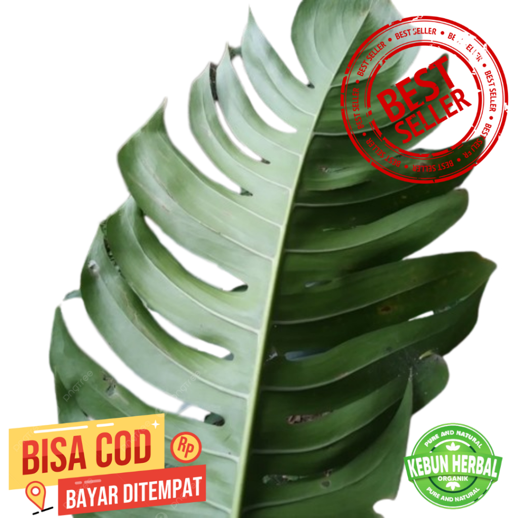 Jual Daun ekor naga segar baru potong ( Fresh Cut ) Dengan tangkai ...