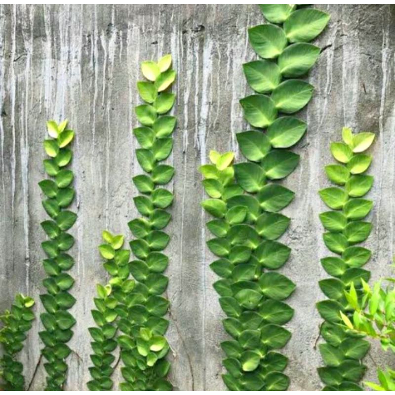 Jual POHON DOLAR RAMBAT DAUN BESAR - tanaman merambat dolar daun besar ...