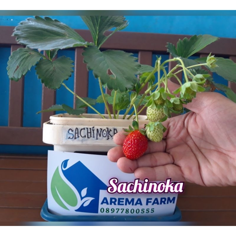 Jual Bibit Tanaman Strawberry Stroberi Sachinoka & Seolhyang 100% Valid ...