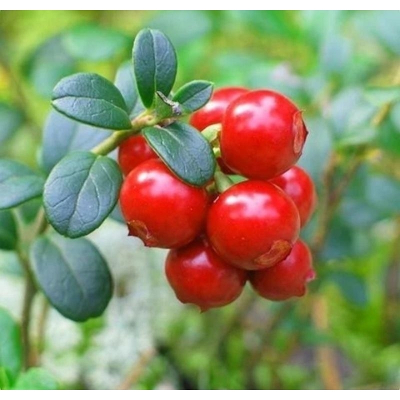 Jual Benih bibit CRANBERRY isi 5 biji | Shopee Indonesia