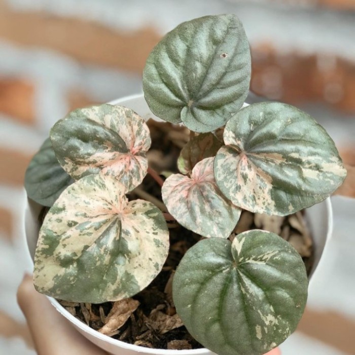 Jual Tanaman Hias Bunga Peperomia Pink Lady Jumbo / Dewasa - Bunga ...