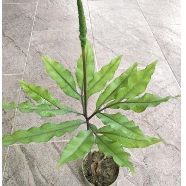 Jual Tanaman tunjuk langit | Shopee Indonesia