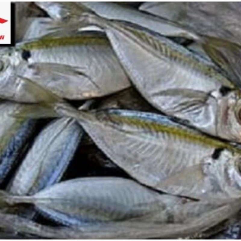 Jual IKAN SELAR FRESH Berkualitas GRADE A / ANEKA IKAN SEGAR / IKAN ...