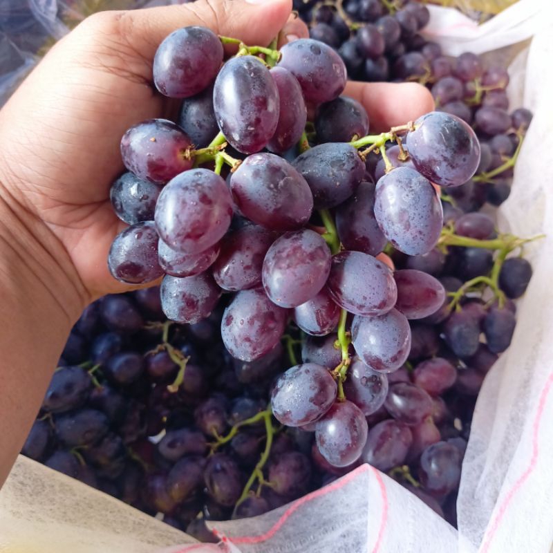 Jual Anggur autum 500gr | Shopee Indonesia