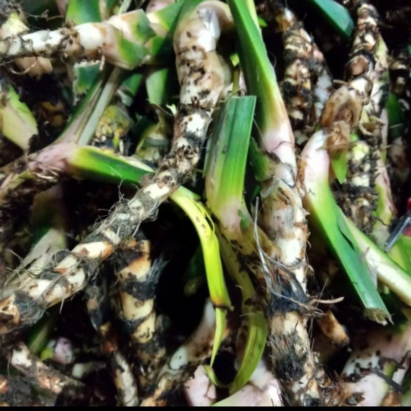Jual Jerangau/Jeringau Segar 500 gr | Shopee Indonesia
