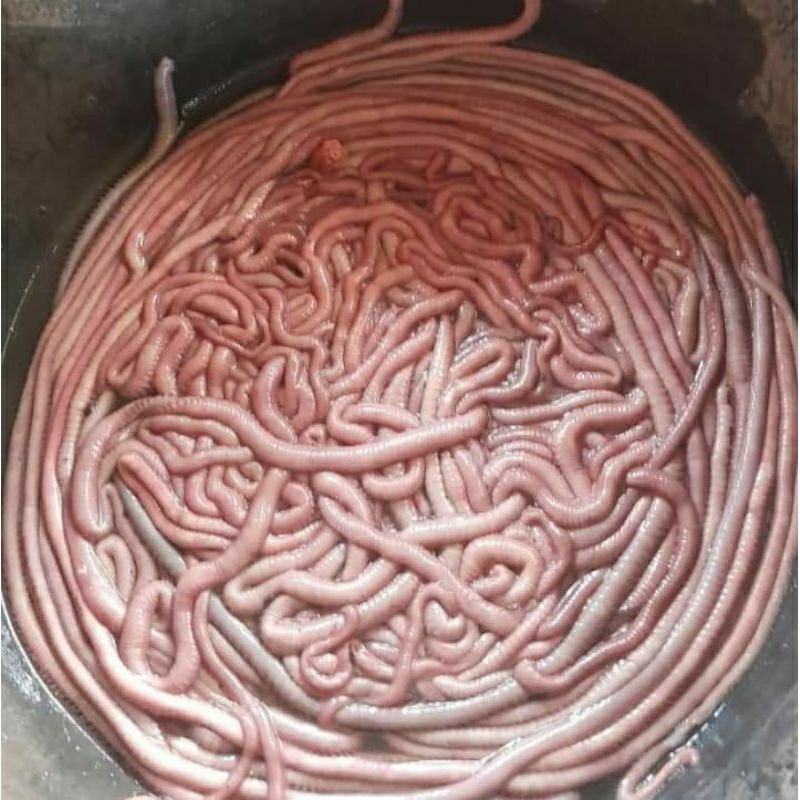 Jual UMPAN PANCING CACING NIPAH / PUMPUN GRADE A) | Shopee Indonesia