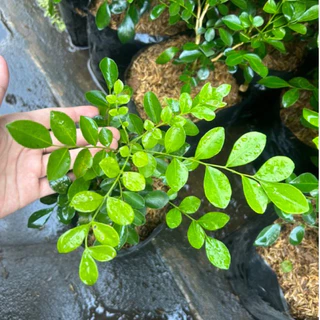 Jual Daun Kemuning Terlengkap & Harga Terbaru Juli 2024 | Shopee Indonesia