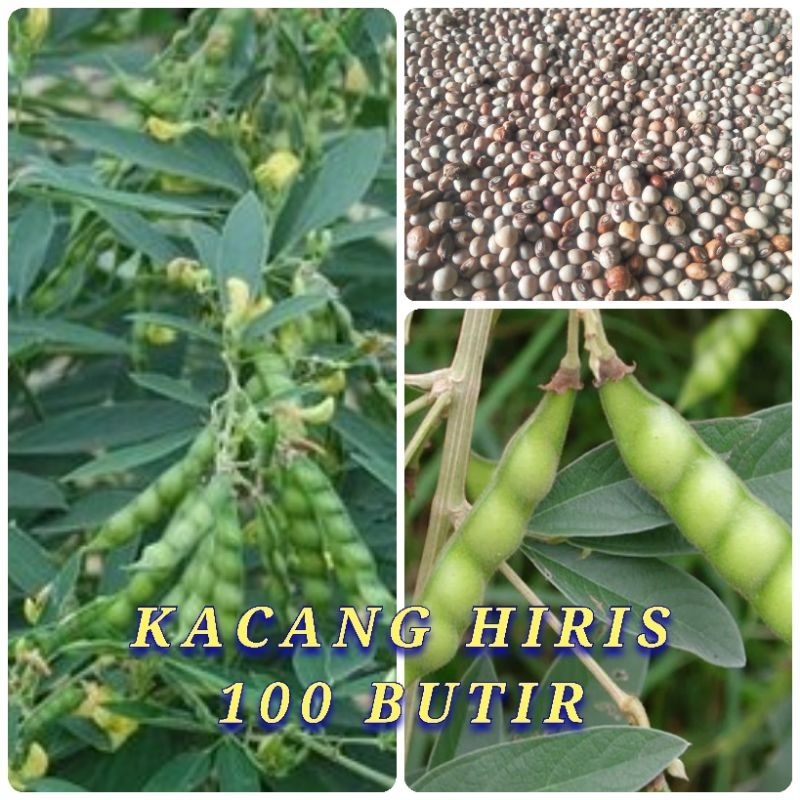 Jual benih kacang hiris/kacang gude sayur (200 biji) kemasan aluminium ...