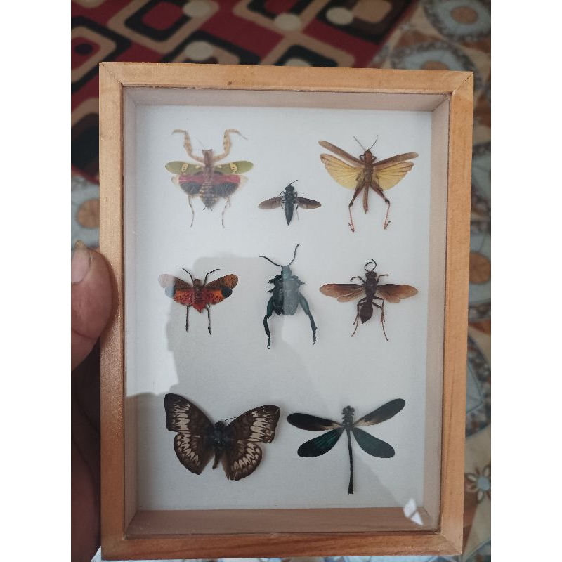 Jual taxydermi awetan serangga 8 ordo dalam pigura ukuran 15 x 20cm ...