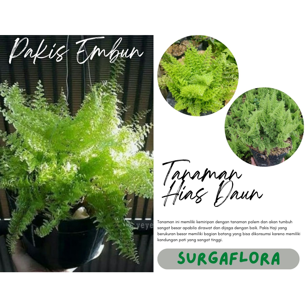 Jual Tanaman Hias Gantung Pakis Embun / Lumut Embun Rimbun | Shopee ...