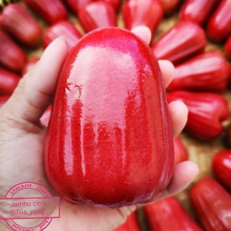 Jual Jambu Air Citra 1kg buah segar surabaya best seller jambu cincalo ...