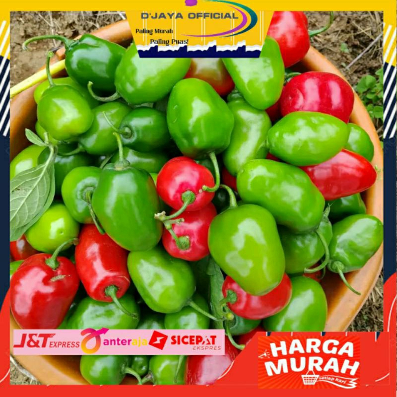 Jual Cabe Gendot segar Dieng 1kg | Shopee Indonesia