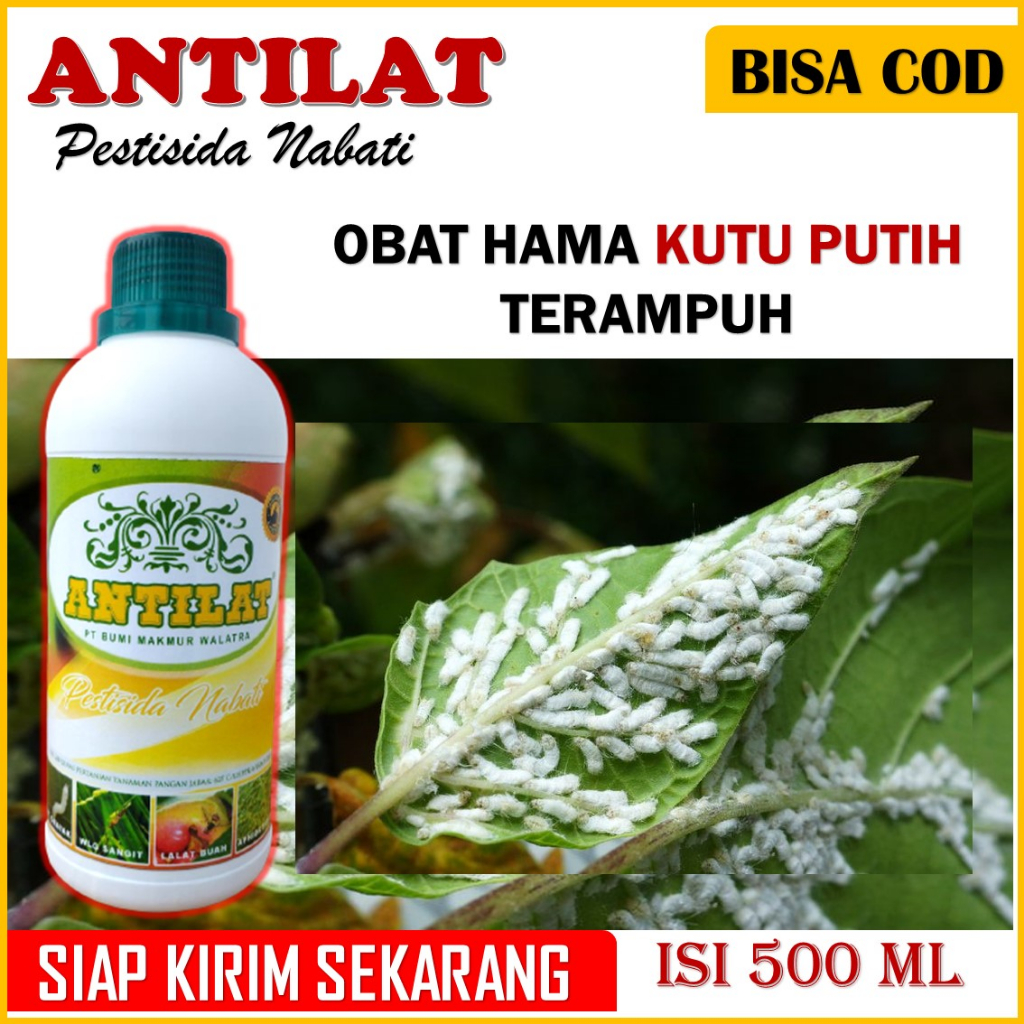 Jual PESTISIDA NABATI ANTILAT 500 ML obat hama kutu putih paling ampuh ... Jual PESTISIDA NABATI ANTILAT 500 ML obat hama kutu putih paling ampuh ...