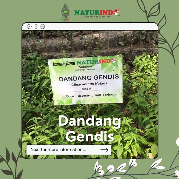 Jual Bibit Dandang Gendis untuk Mengatasi Disentri dan BAB Berlendir ...