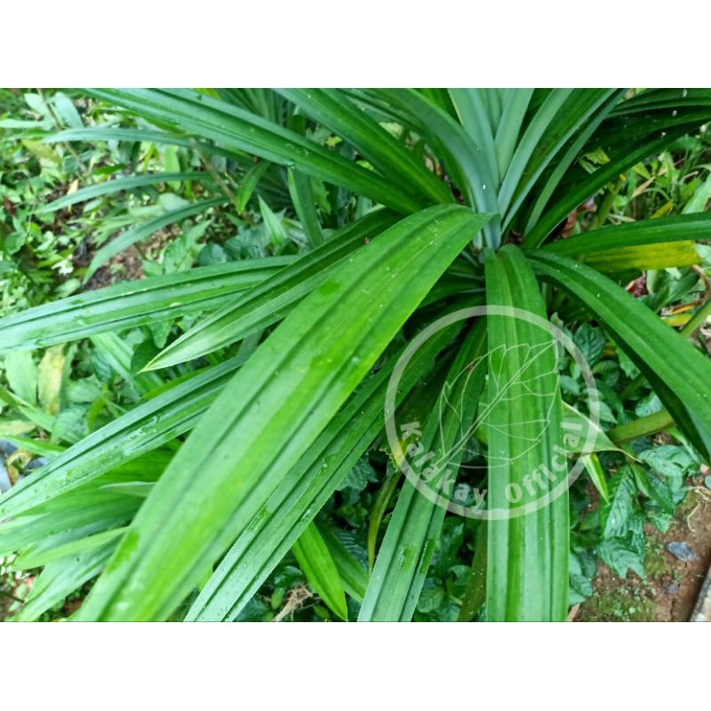Jual Daun Pandan Wangi ukuran Jumbo 20 Lembar | Shopee Indonesia