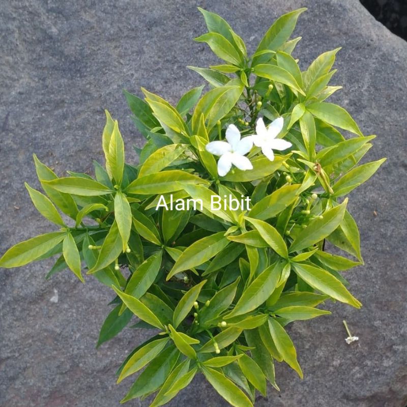 Jual BIBIT ROMBUSA VARIGATA(SIAP BERBUNGA) beli 5 gratis 1 | Shopee ...