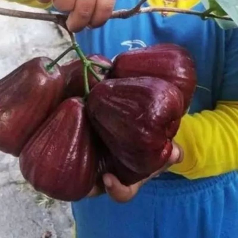 Jual Bibit Jambu Air Mutiara Hitam Jumbo Asli Manis Valid ( Tinggi 1 ...