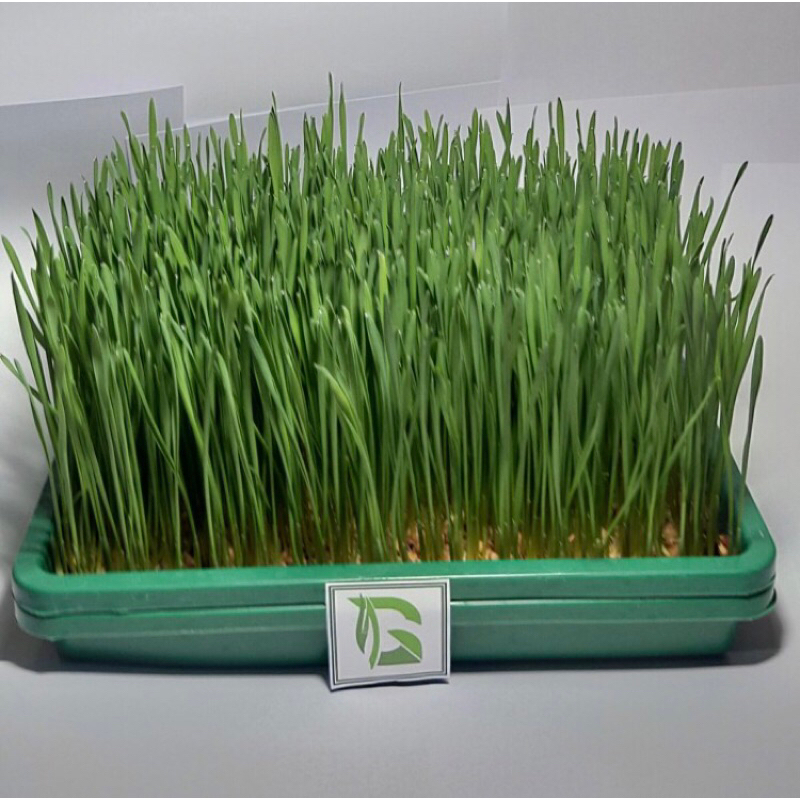 Jual SIAP PANEN rumput kucing wheatgrass ukuran 21x26cm | Shopee Indonesia