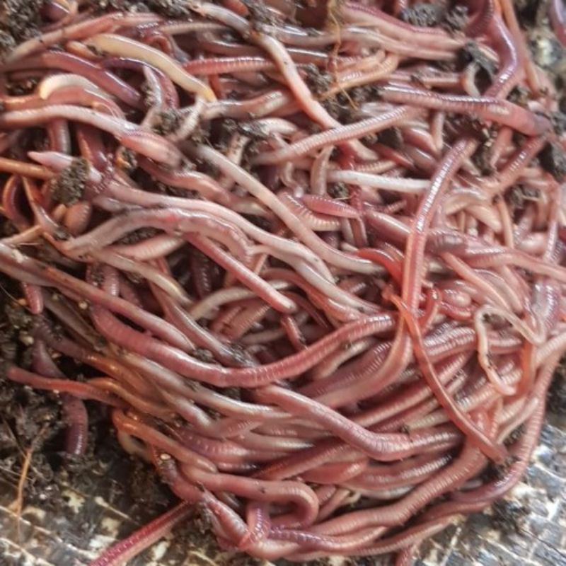 Jual cacing tanah hidup pakan ikan atau untuk mancing | Shopee Indonesia
