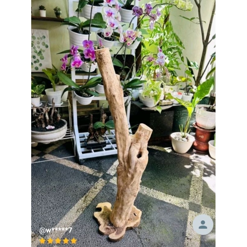 Jual BONGGOL KAYU KOPI ASLI MEDIA TEMPEL ANGGREK TINGGI 140Cm | Shopee ...