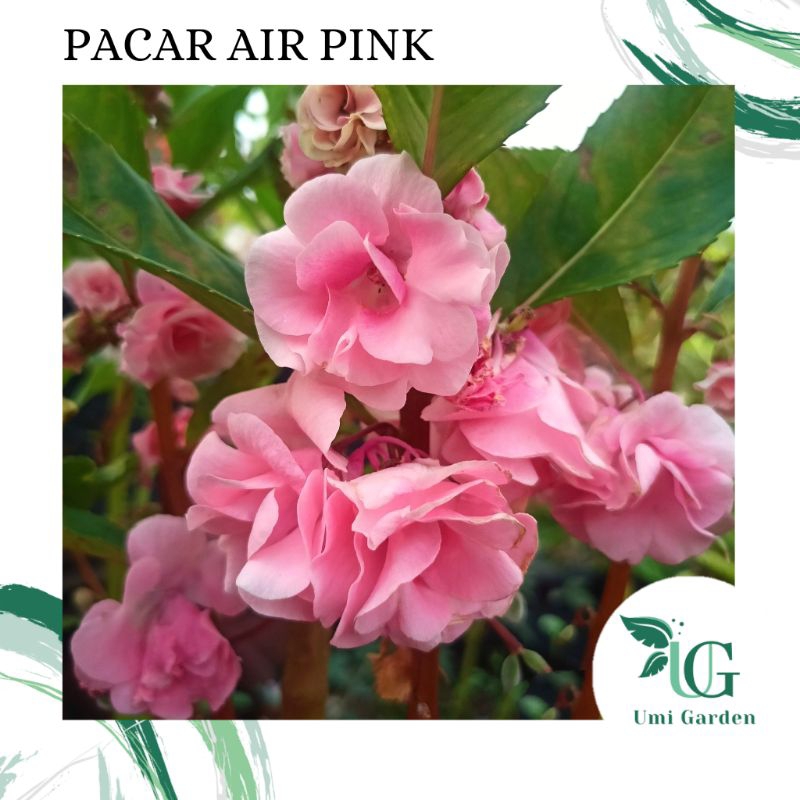 Jual 75 Biji Benih Bunga Pacar Air Impatiens Rose Balsamina Pink ...