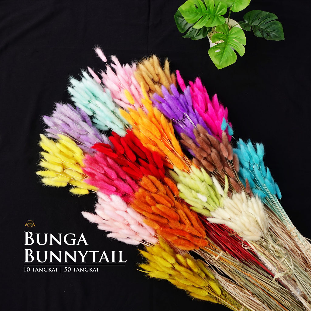 Jual BUNNY TAIL LAGURUS 10 TANGKAI BUNGA KERING NATURAL UNTUK HIASAN ...