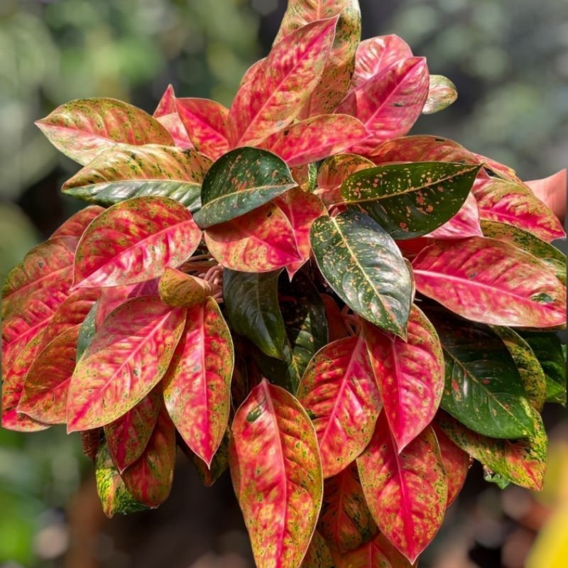 Jual AGLONEMA RED ANJAMANI MERAH MUTASI SUPER /AGLONEMA RED ANJAMANI ...