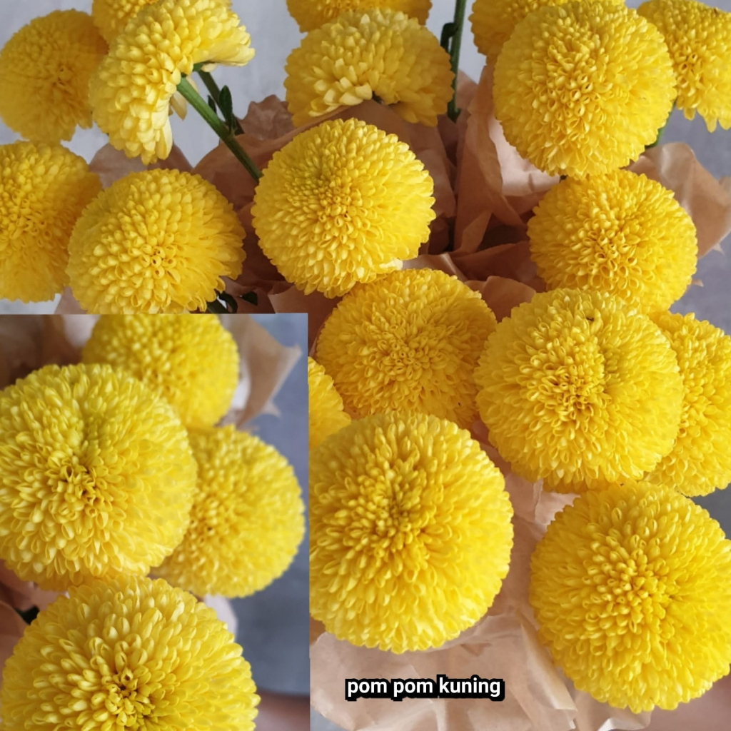 Jual Bunga Potong Pom Pom Kuning Fresh Flower Dekorasi Bunga Hias ...