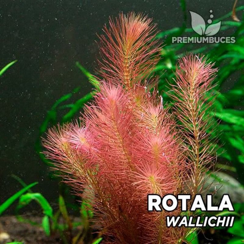Jual rotala walichi | Shopee Indonesia